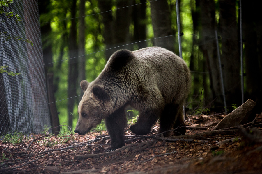 The bears in the Sanctuary woke up and welcome the spring | ΑΡΚΤΟΥΡΟΣ
