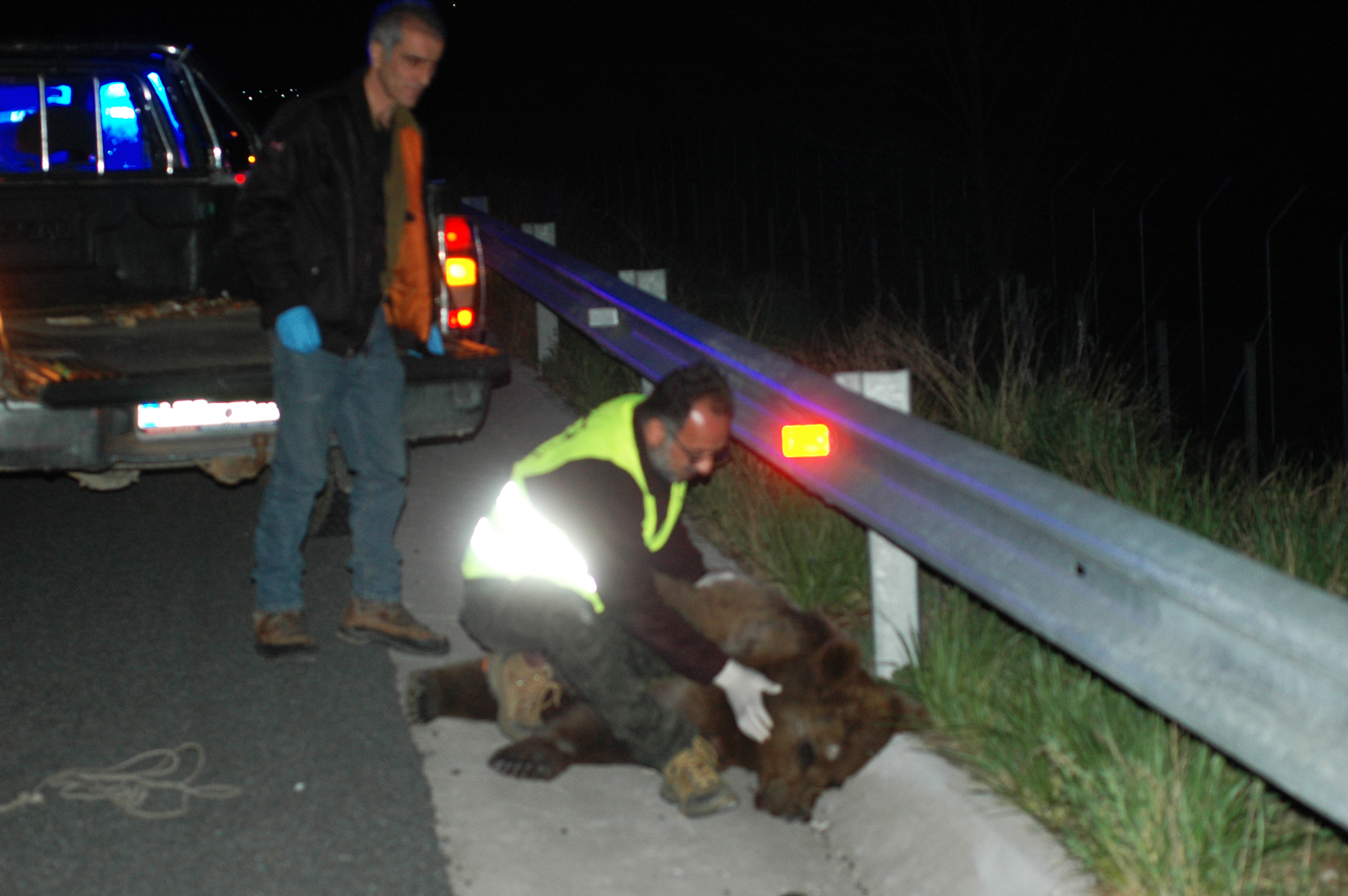Bear killed in road accident – Requirement for additional measures on ...