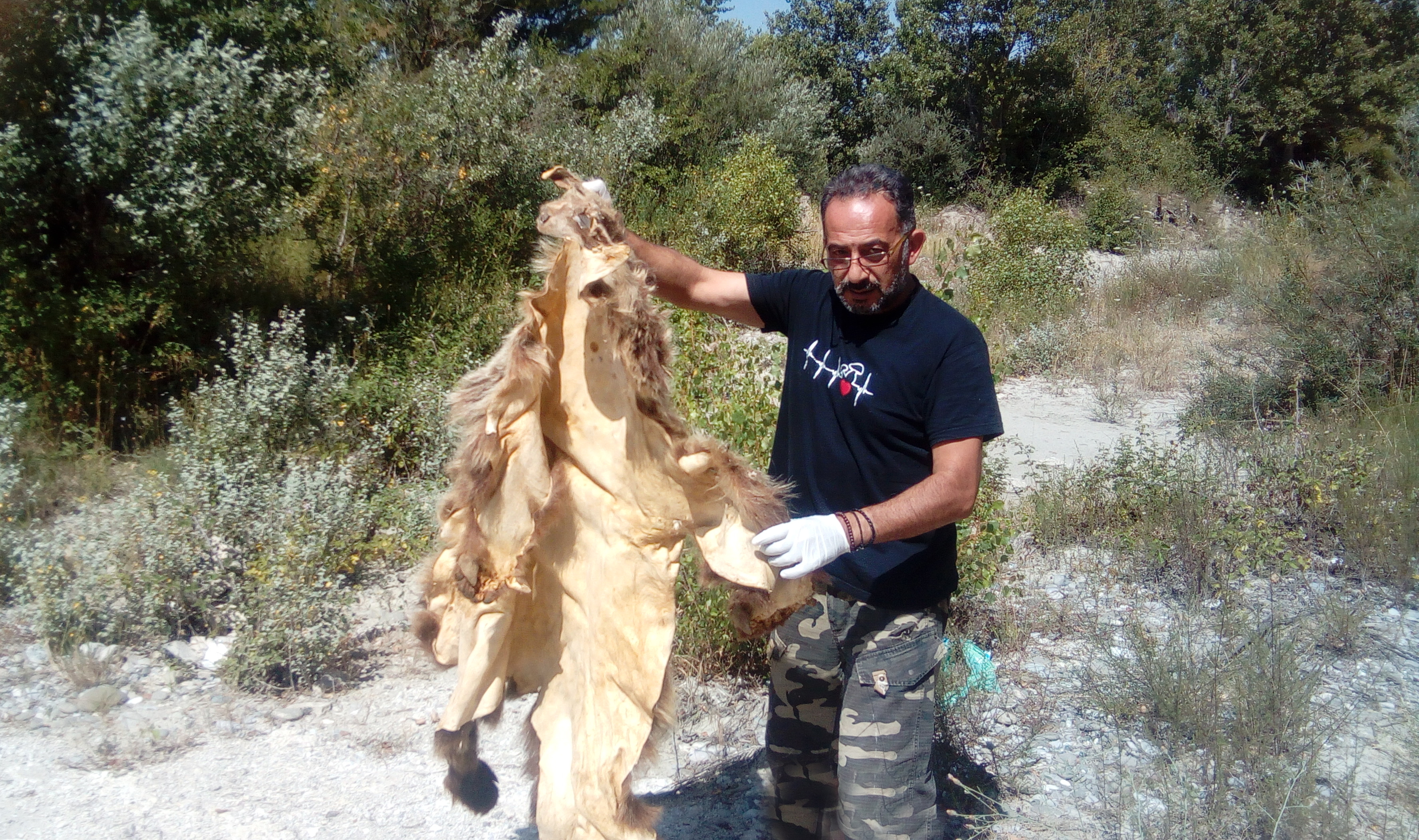 Η Ομάδα Άμεσης Επέμβασης του ΑΡΚΤΟΥΡΟΥ βρήκε κατεργασμένο δέρμα ...