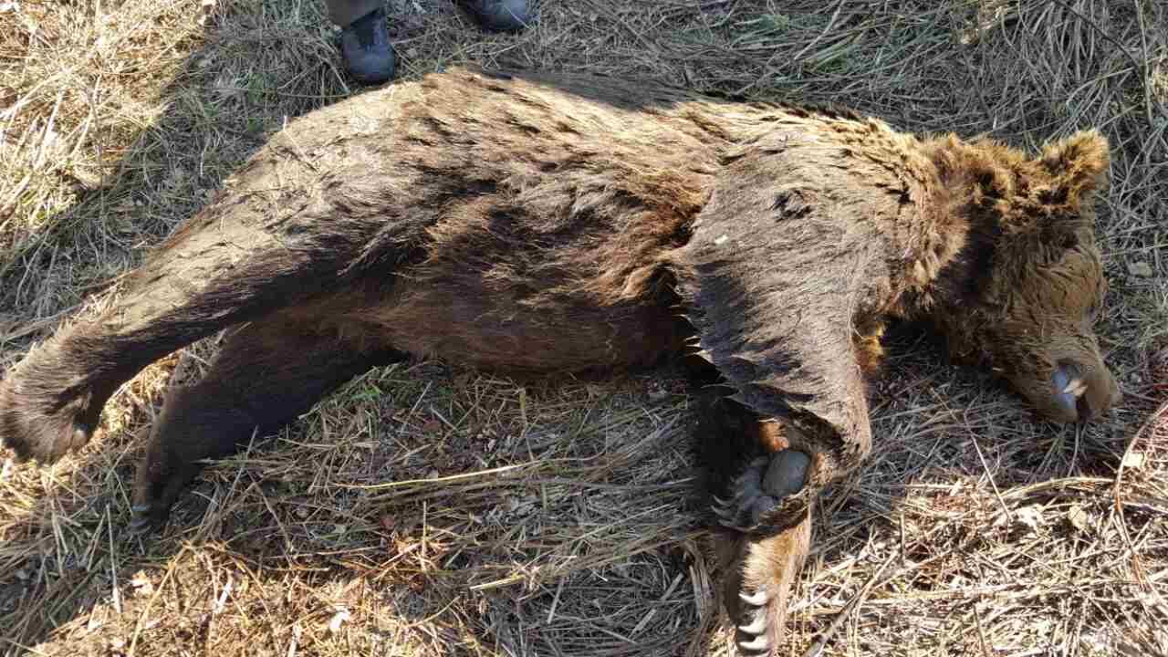 Νεκρή αρκούδα στη Φλώρινα, πιθανότατα δηλητηριασμένη | ΑΡΚΤΟΥΡΟΣ